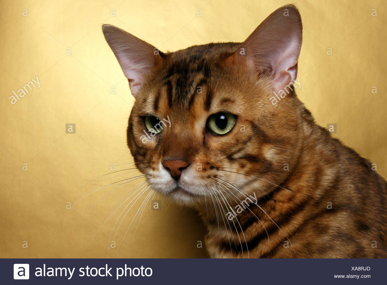 Ginger Bengal Cat High Resolution Stock Photography and Images - Alamy