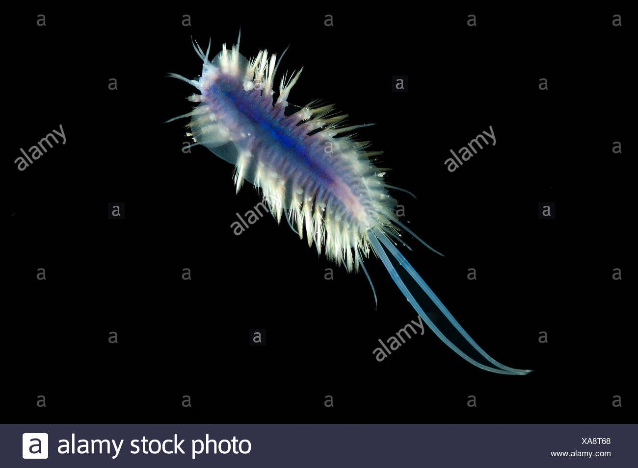 Worm Invertebrates High Resolution Stock Photography and Images - Alamy