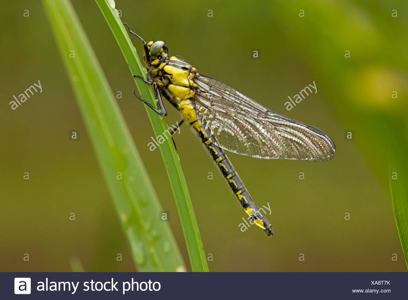 Club Tail High Resolution Stock Photography and Images - Alamy