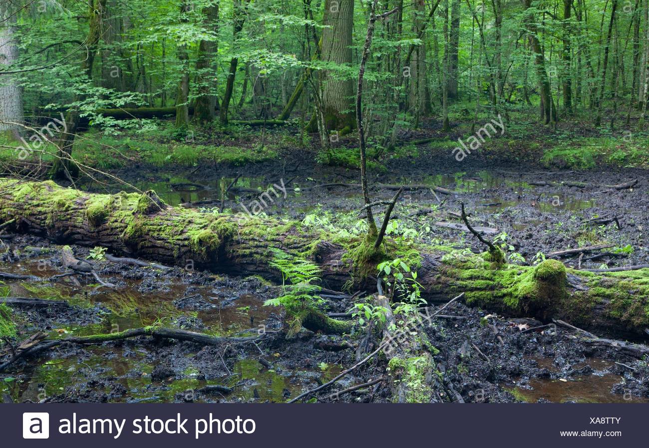 Tree Trunk In Mud Stock Photos & Tree Trunk In Mud Stock Images - Alamy