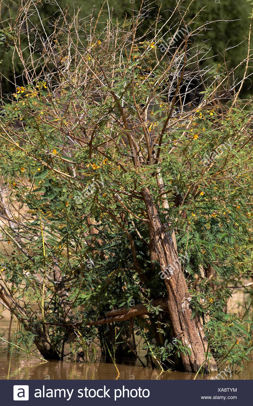 Ambatch Tree Stock Photos & Ambatch Tree Stock Images - Alamy