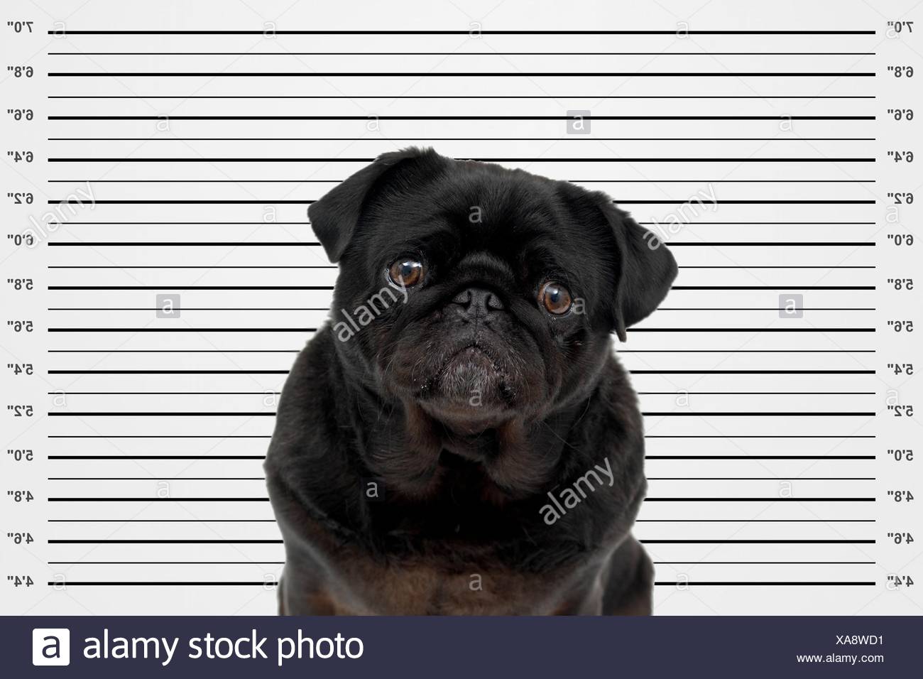 Dog Mug Shot High Resolution Stock Photography and Images - Alamy