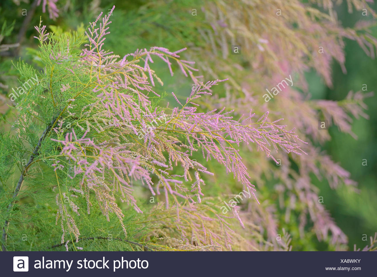 Tamarisk Trees High Resolution Stock Photography and Images - Alamy