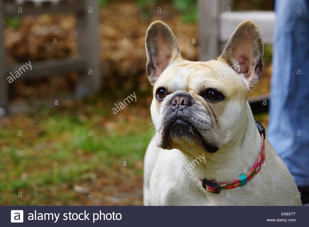 Frenchie High Resolution Stock Photography and Images - Alamy
