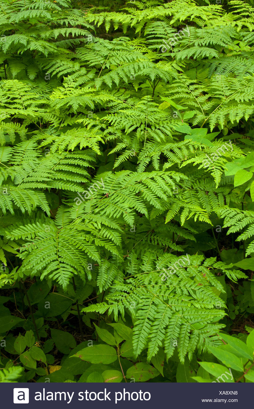 Bracken Ferns High Resolution Stock Photography and Images - Alamy