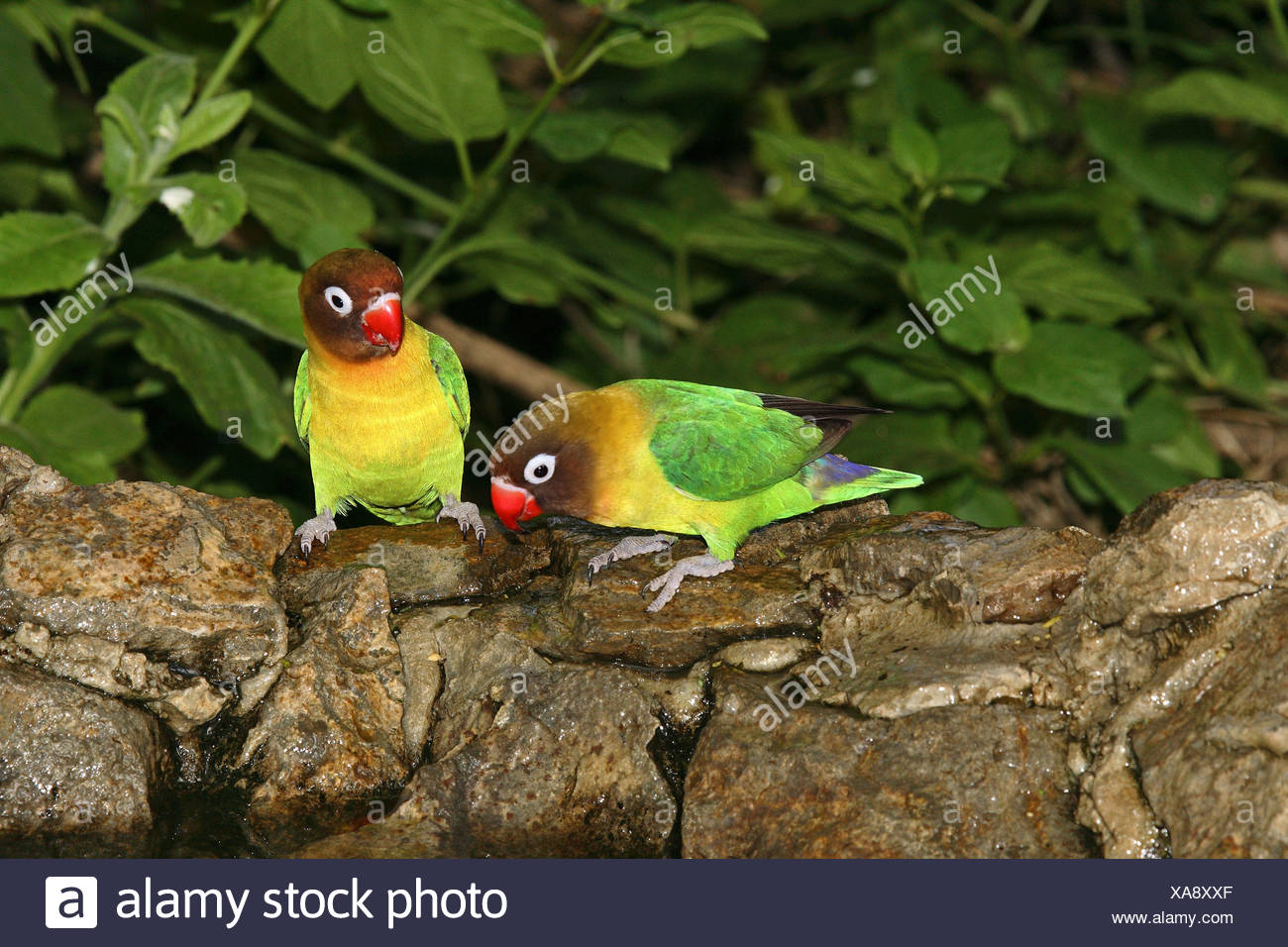 Masked Lovebird Stock Photos & Masked Lovebird Stock Images - Alamy
