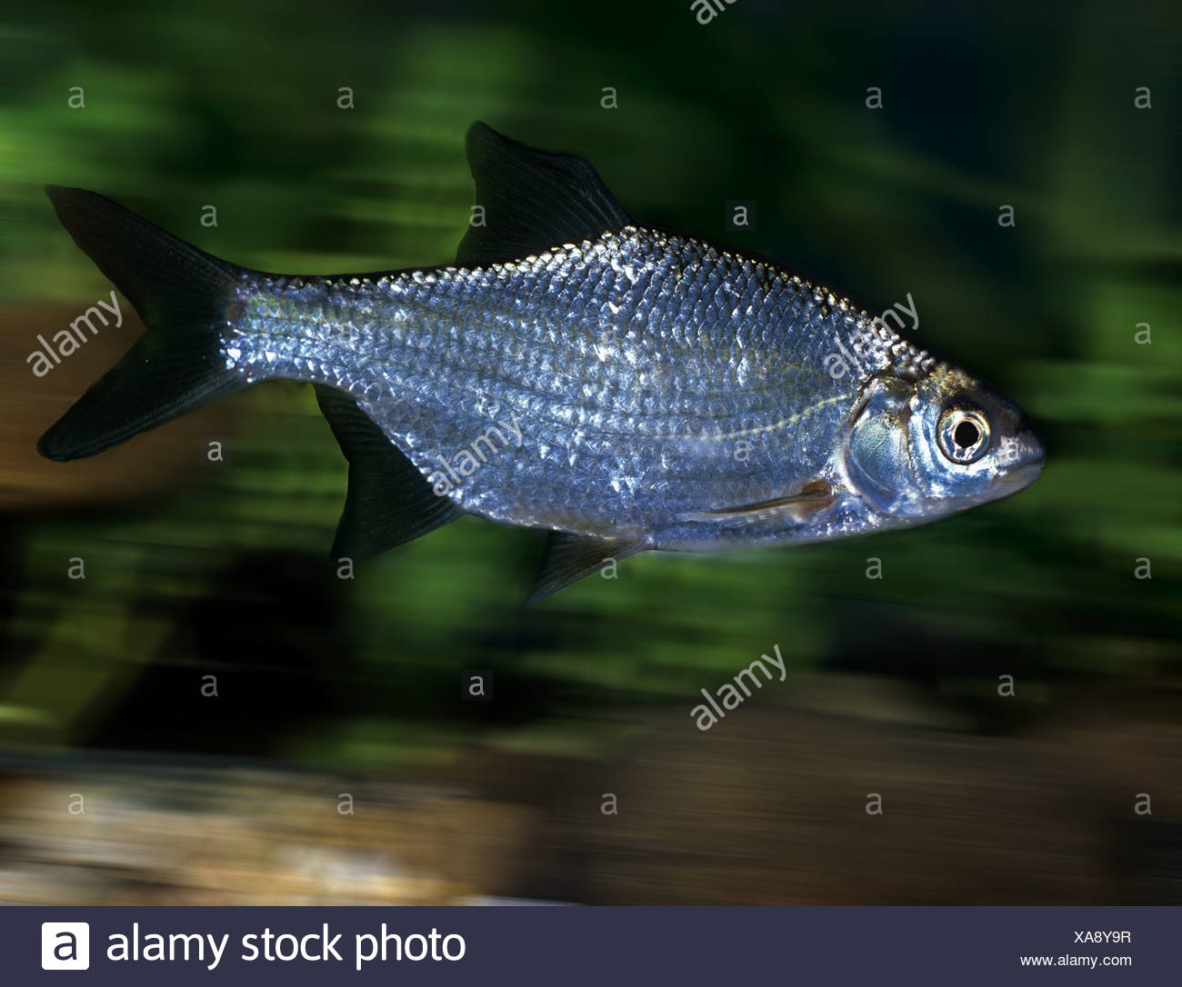 Carp Bream Abramis Brama Fish Stock Photos & Carp Bream Abramis Brama ...
