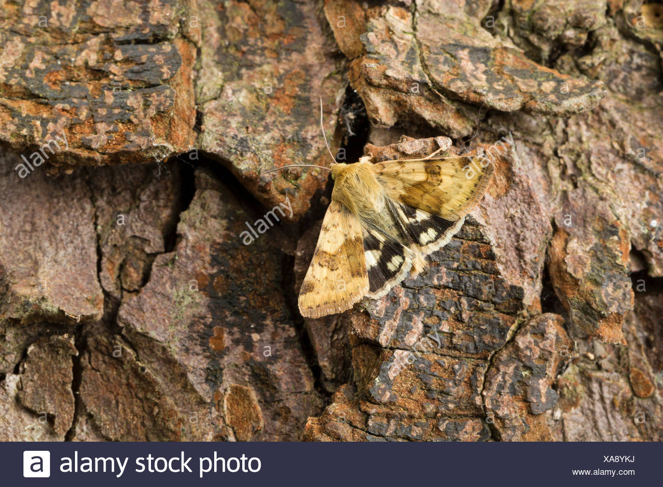 Heliothis Moth High Resolution Stock Photography and Images - Alamy