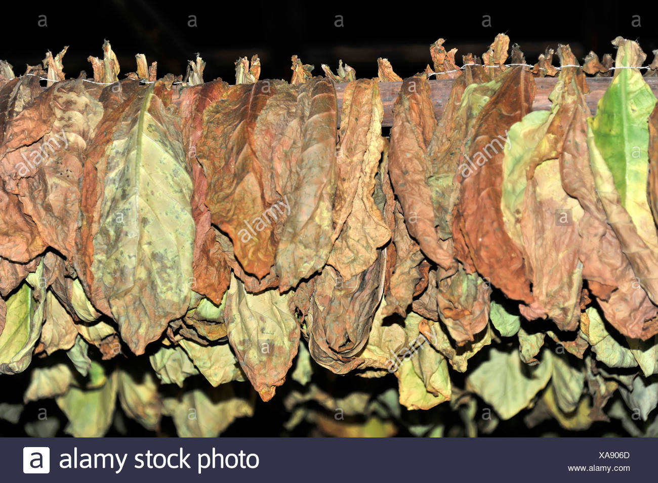 Curing Tobacco Leaves High Resolution Stock Photography and Images - Alamy