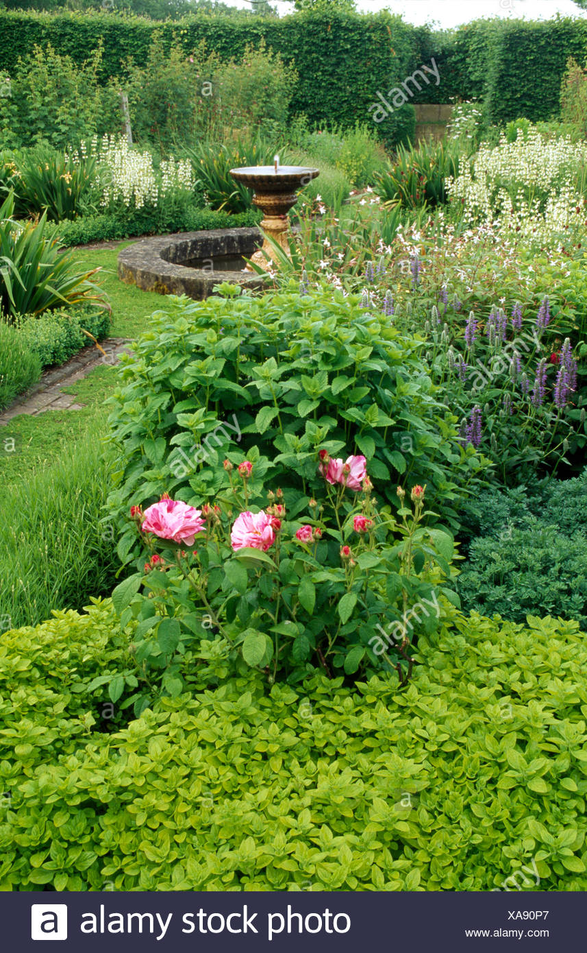 Rosa Mundi Rose High Resolution Stock Photography and Images - Alamy