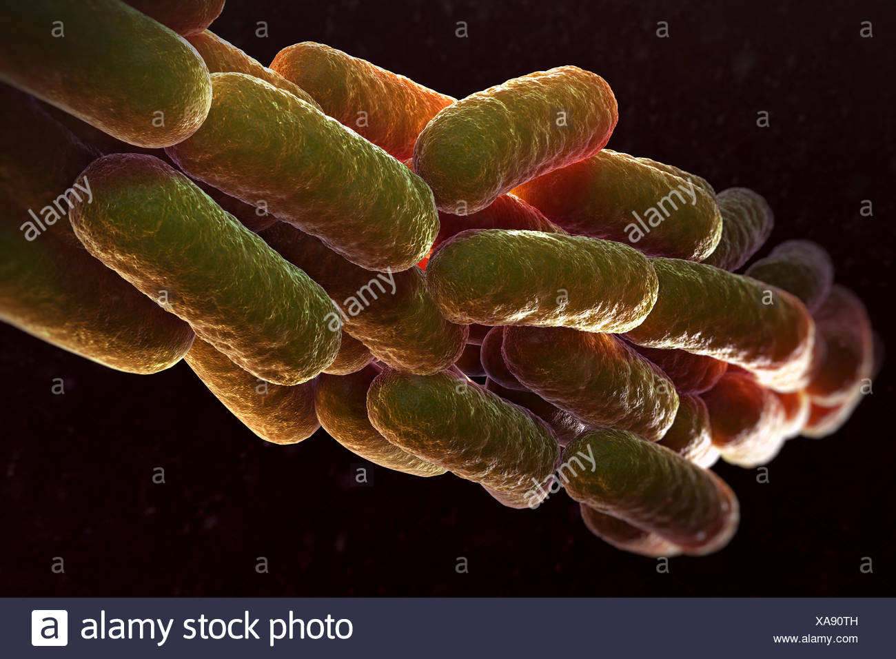 Legionella Pneumophila Stock Photos & Legionella Pneumophila Stock ...