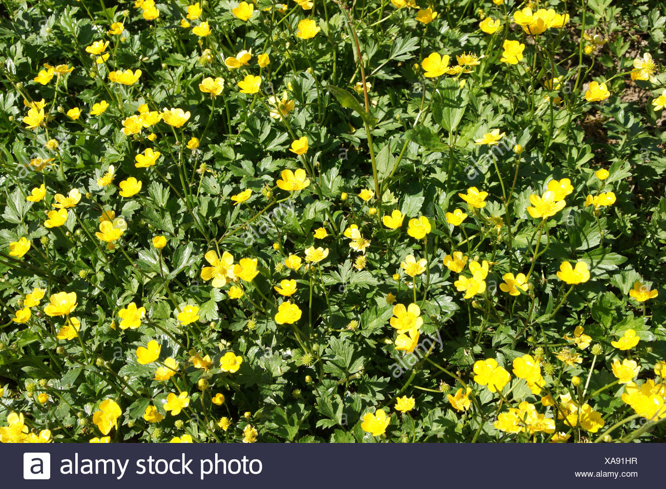 Creeping Buttercup High Resolution Stock Photography and Images - Alamy