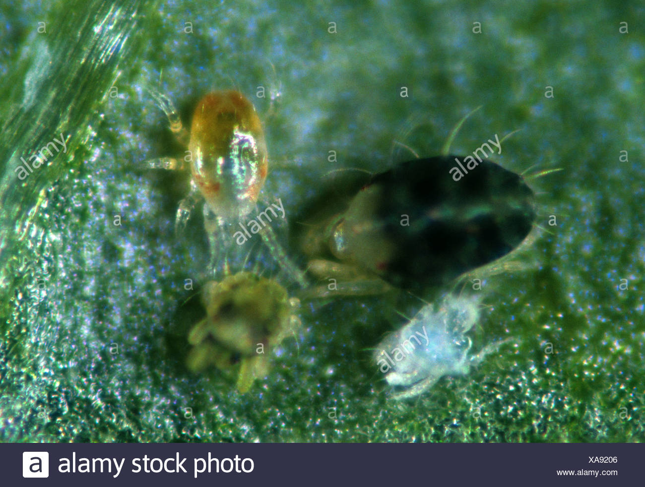 Predatory Mites High Resolution Stock Photography and Images - Alamy