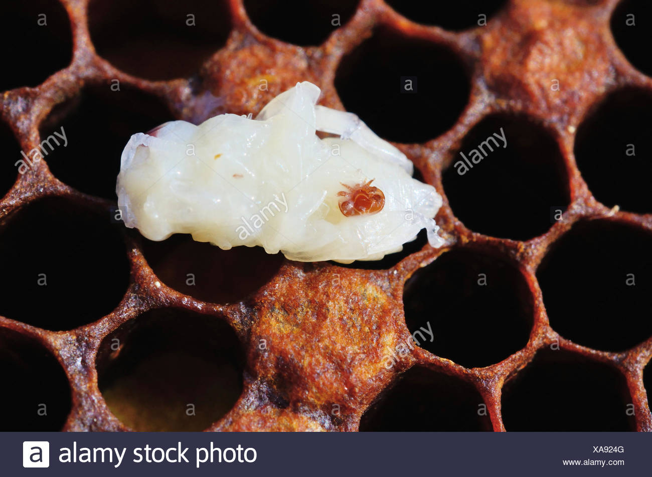 Varroa Mite On Bee High Resolution Stock Photography and Images - Alamy