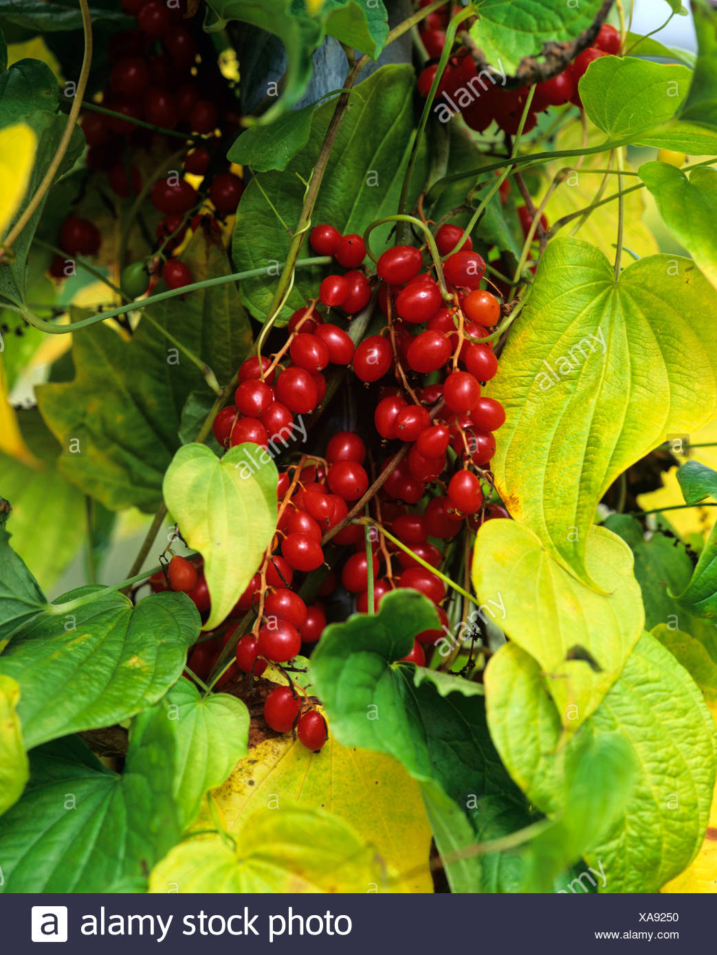 Black Bryony High Resolution Stock Photography and Images - Alamy