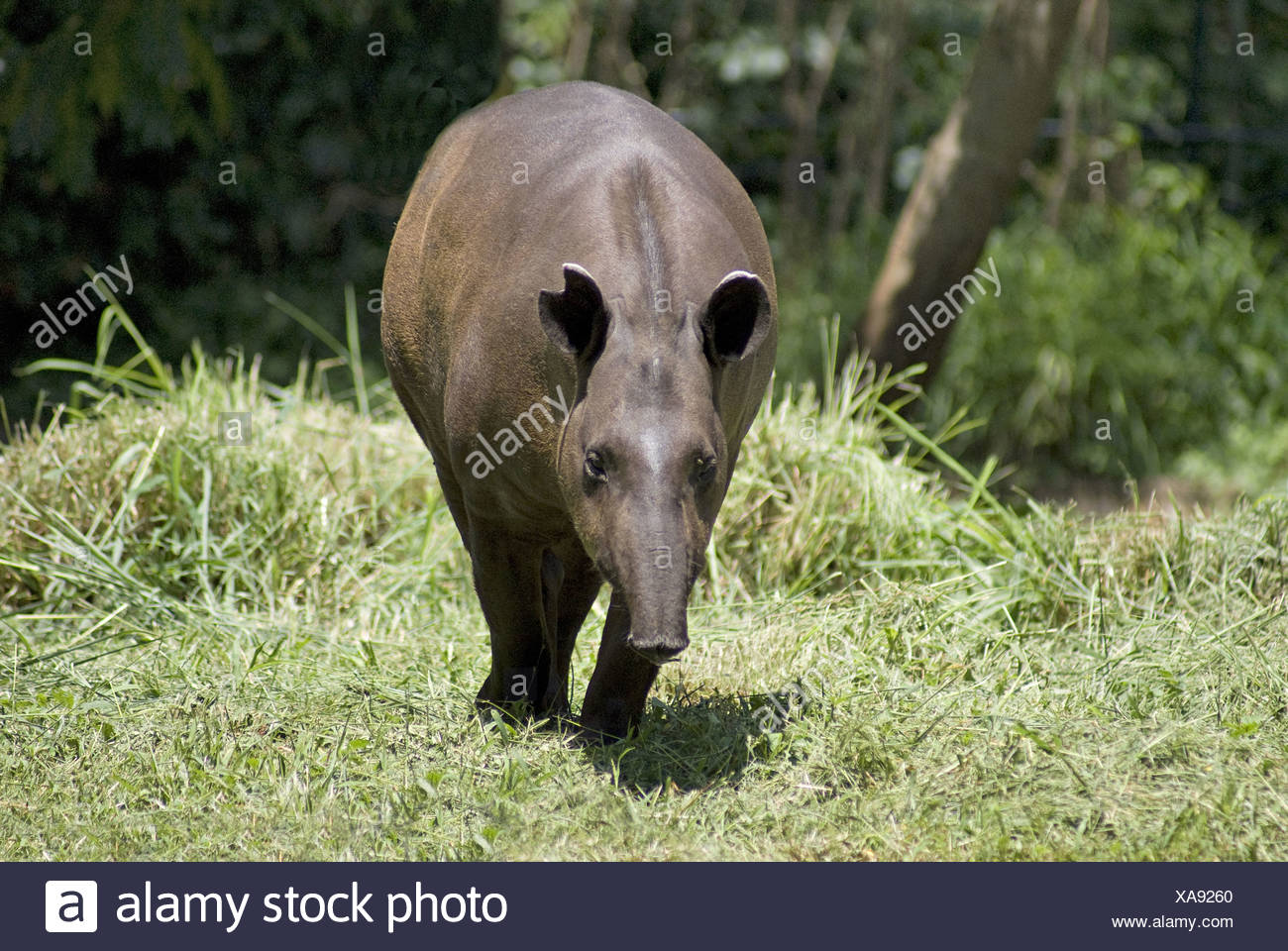 Antbear High Resolution Stock Photography and Images - Alamy
