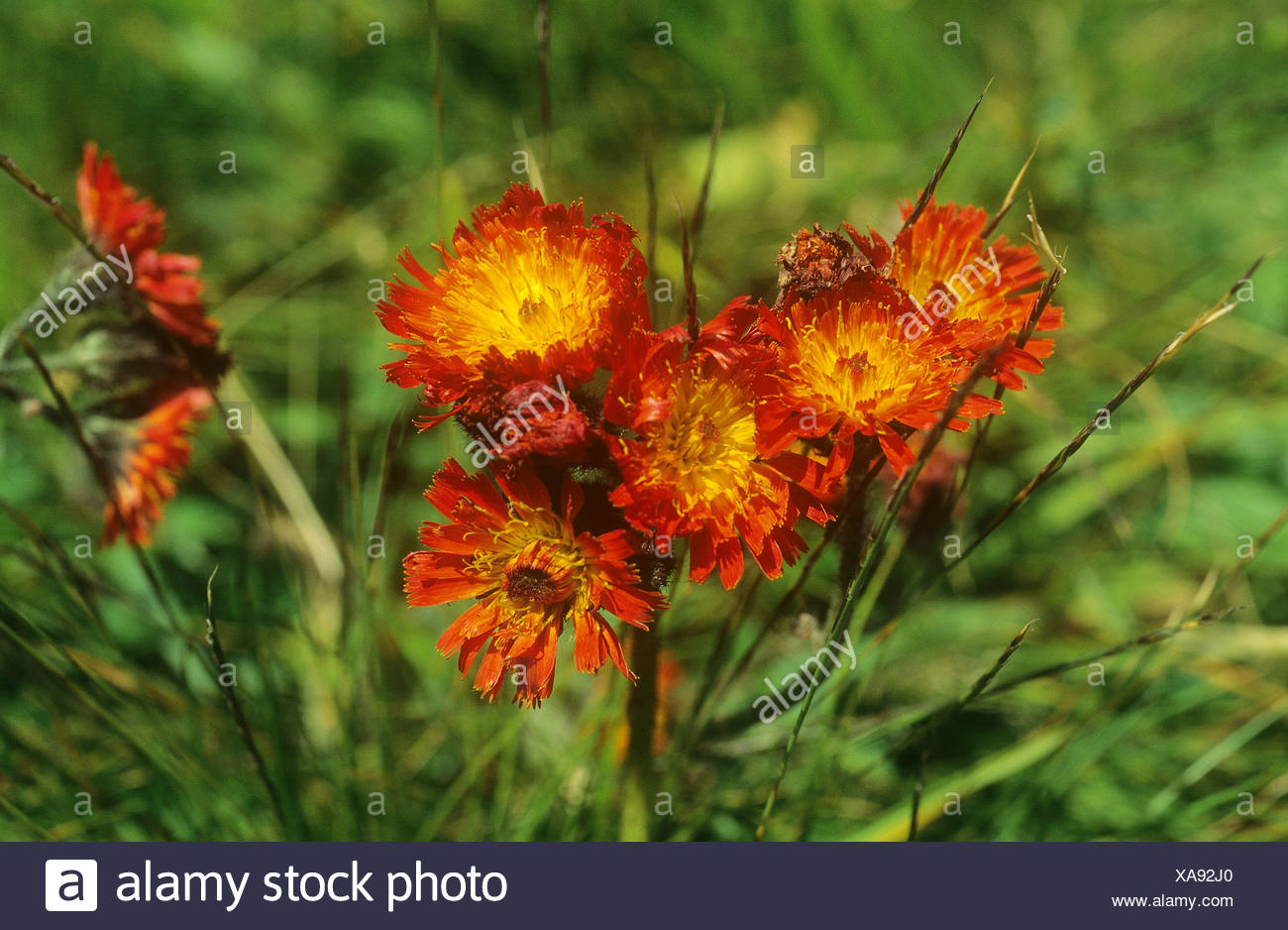 Golden Hawksbeard Crepis Aurea High Resolution Stock Photography and ...