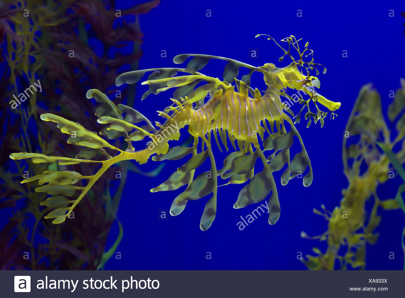Sea Creature Stock Photos & Sea Creature Stock Images - Alamy