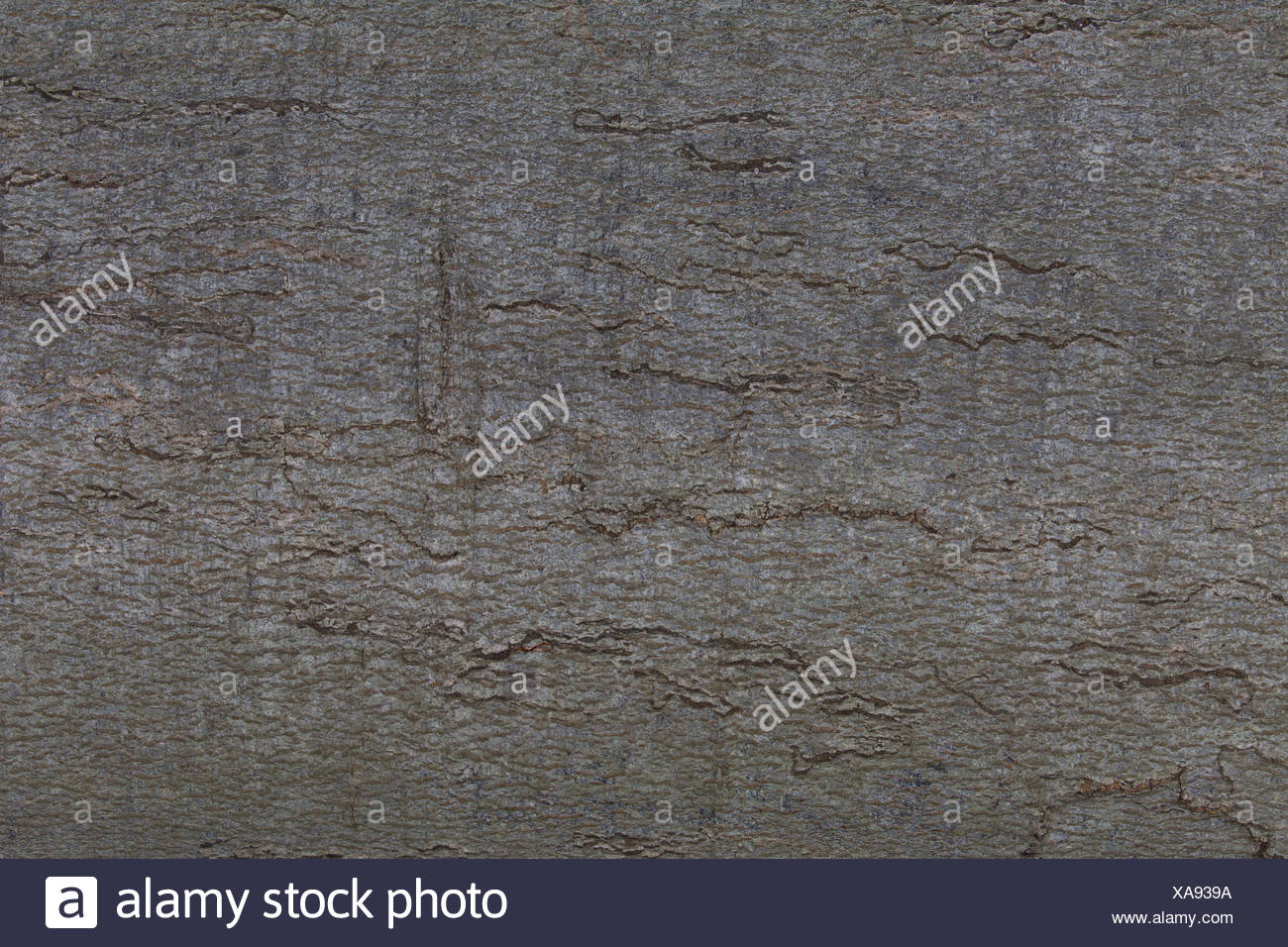 Beech Tree Bark High Resolution Stock Photography and Images - Alamy