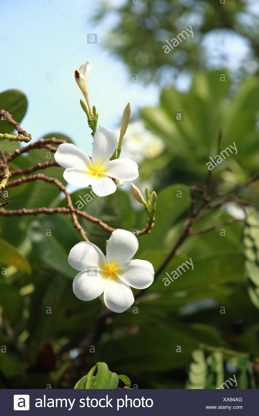 Champa Flower Tree High Resolution Stock Photography and Images - Alamy
