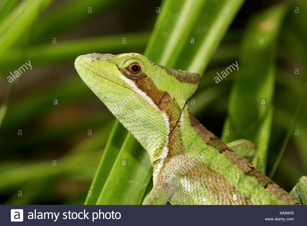 Laemanctus Longipes High Resolution Stock Photography and Images - Alamy