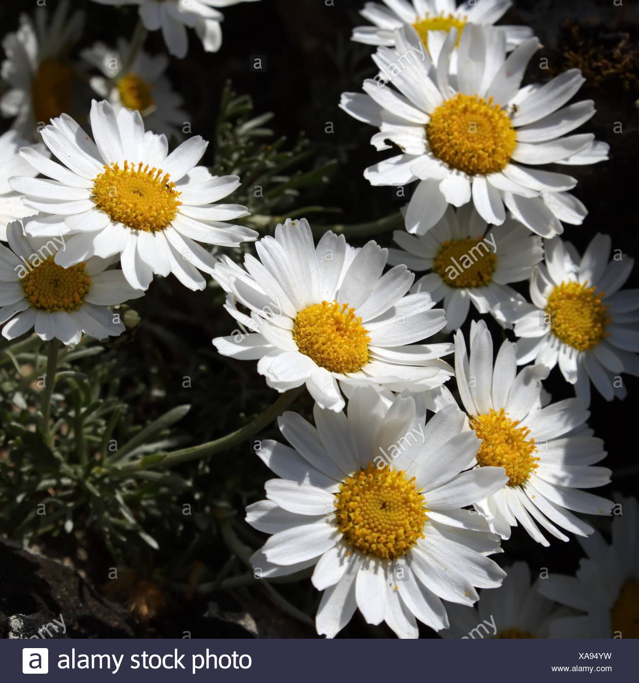Rhodanthemum High Resolution Stock Photography and Images - Alamy