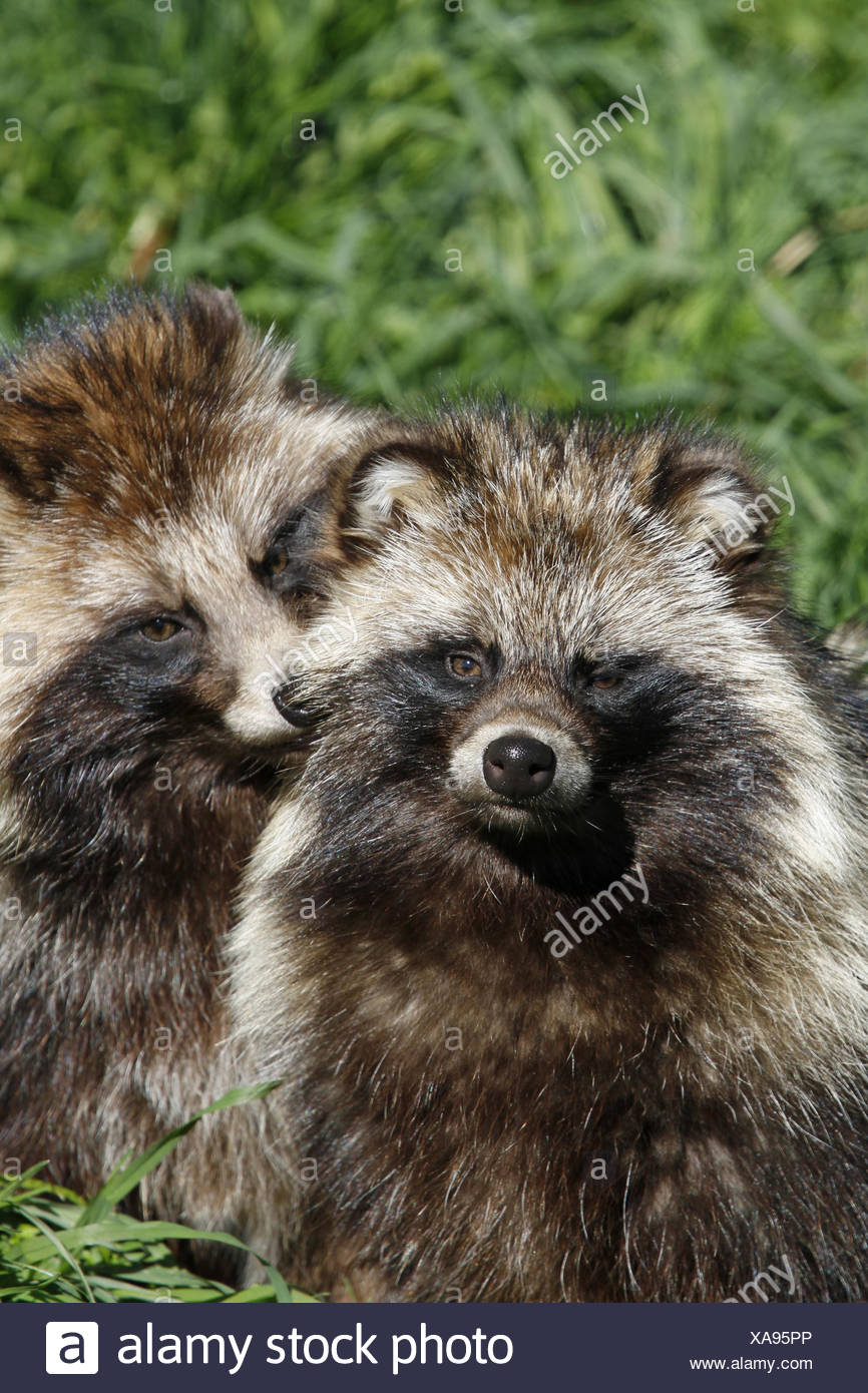 Raccoon Dogs Stock Photos & Raccoon Dogs Stock Images - Alamy