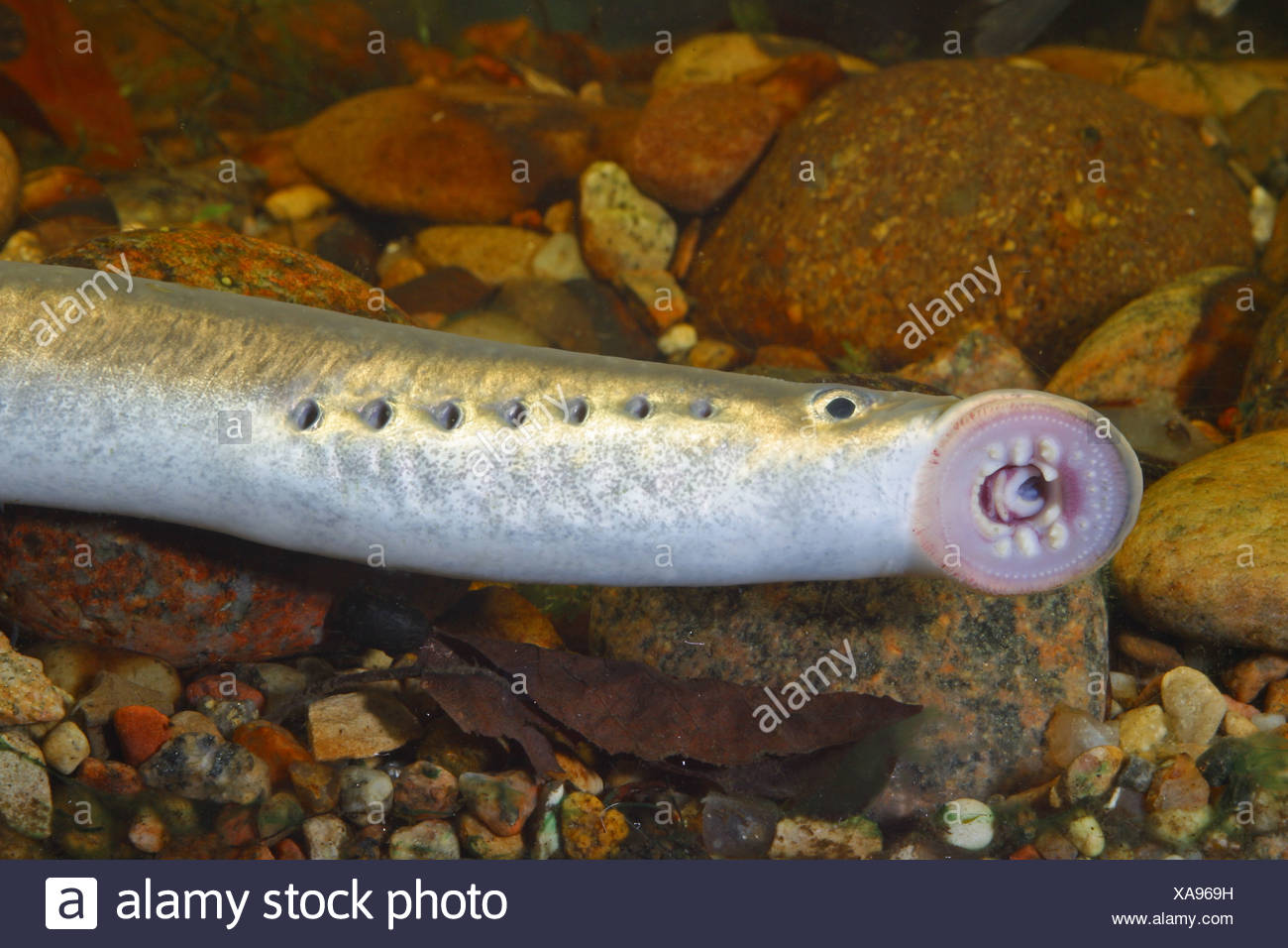 Lamprey Mouth High Resolution Stock Photography and Images - Alamy