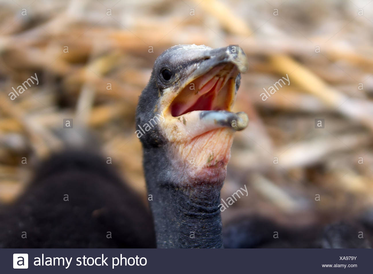 Baby Cormorant High Resolution Stock Photography and Images - Alamy