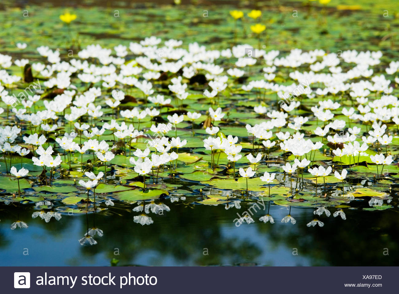 White Water Snowflake High Resolution Stock Photography and Images - Alamy