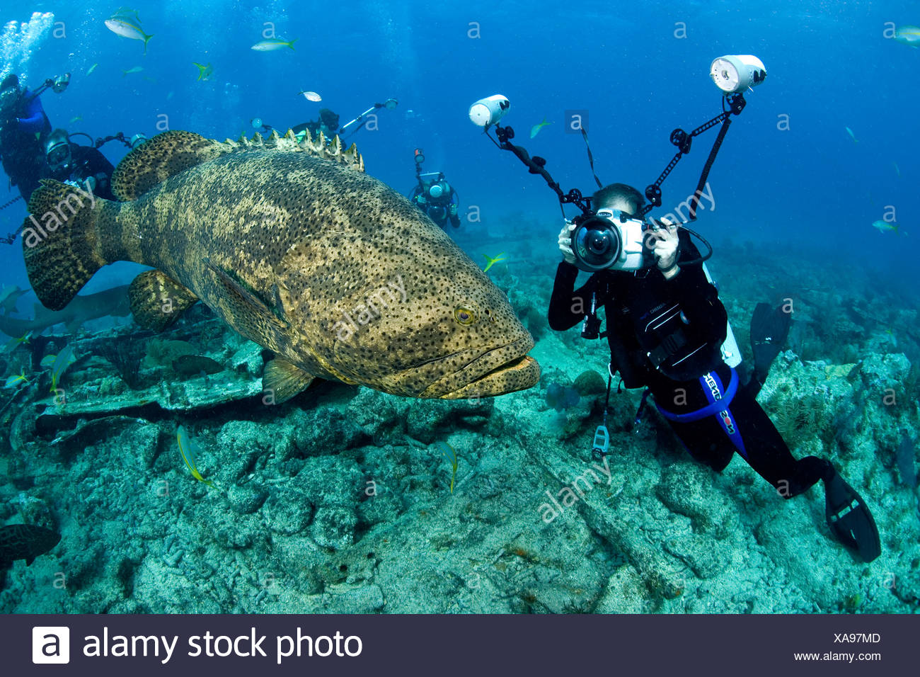 Epinephelus Itajara Actinopterygii High Resolution Stock Photography ...