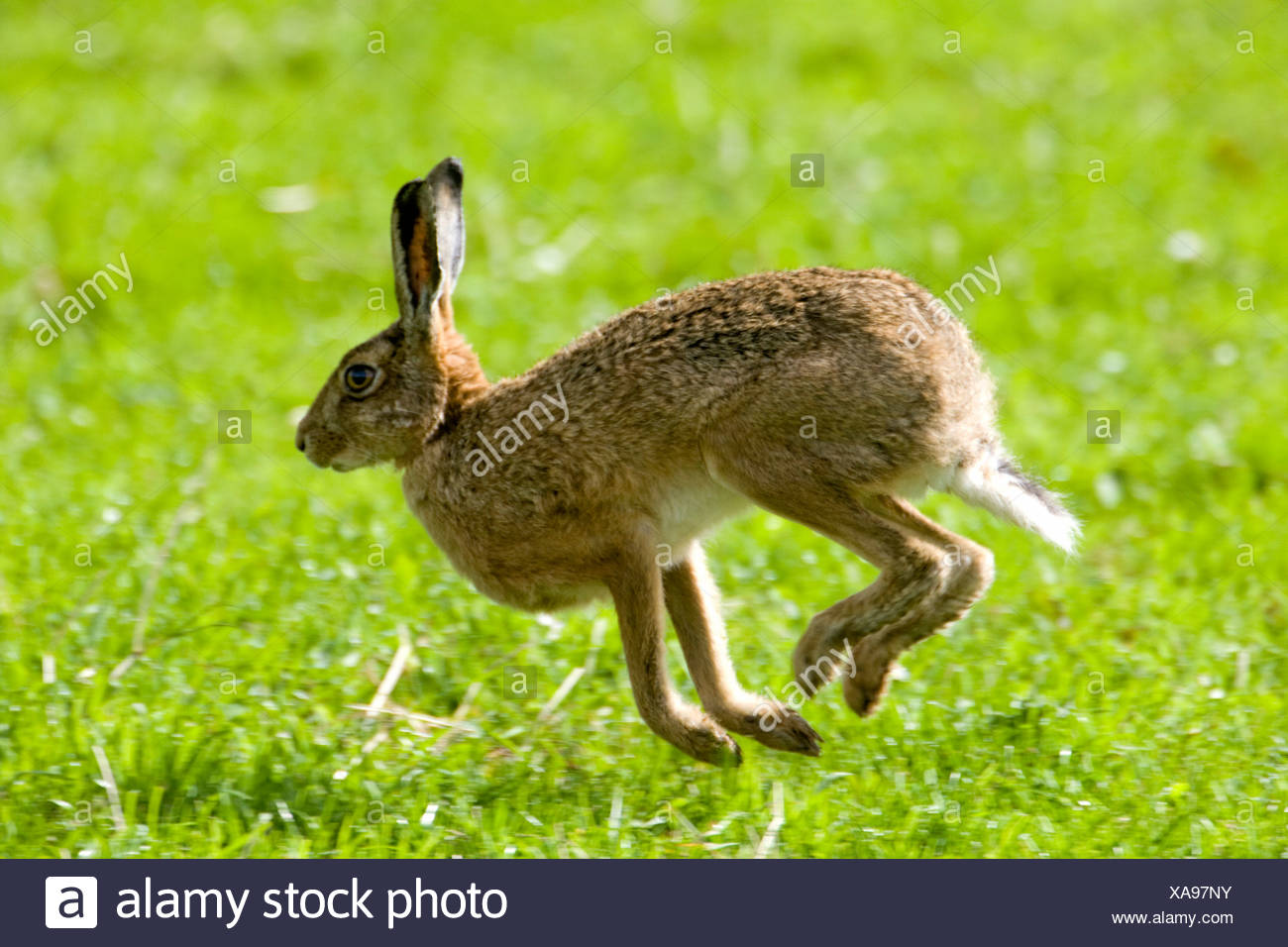 Bunny Hopping Stock Photos & Bunny Hopping Stock Images - Alamy