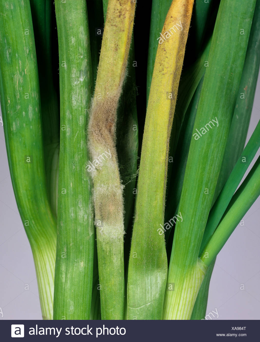 Peronospora Destructor High Resolution Stock Photography and Images - Alamy