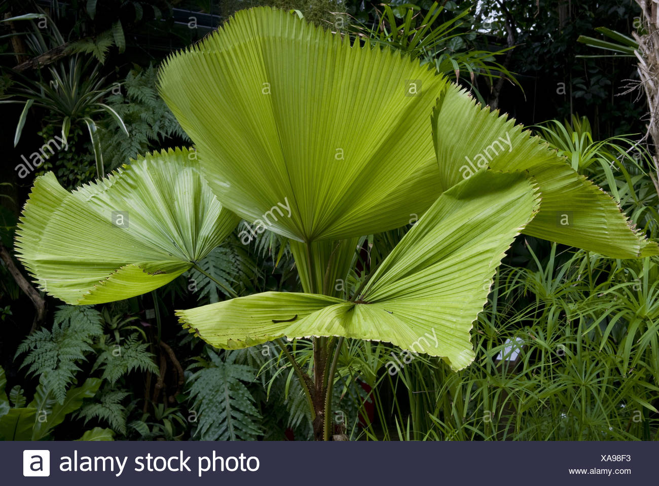 The Licuala High Resolution Stock Photography and Images - Alamy