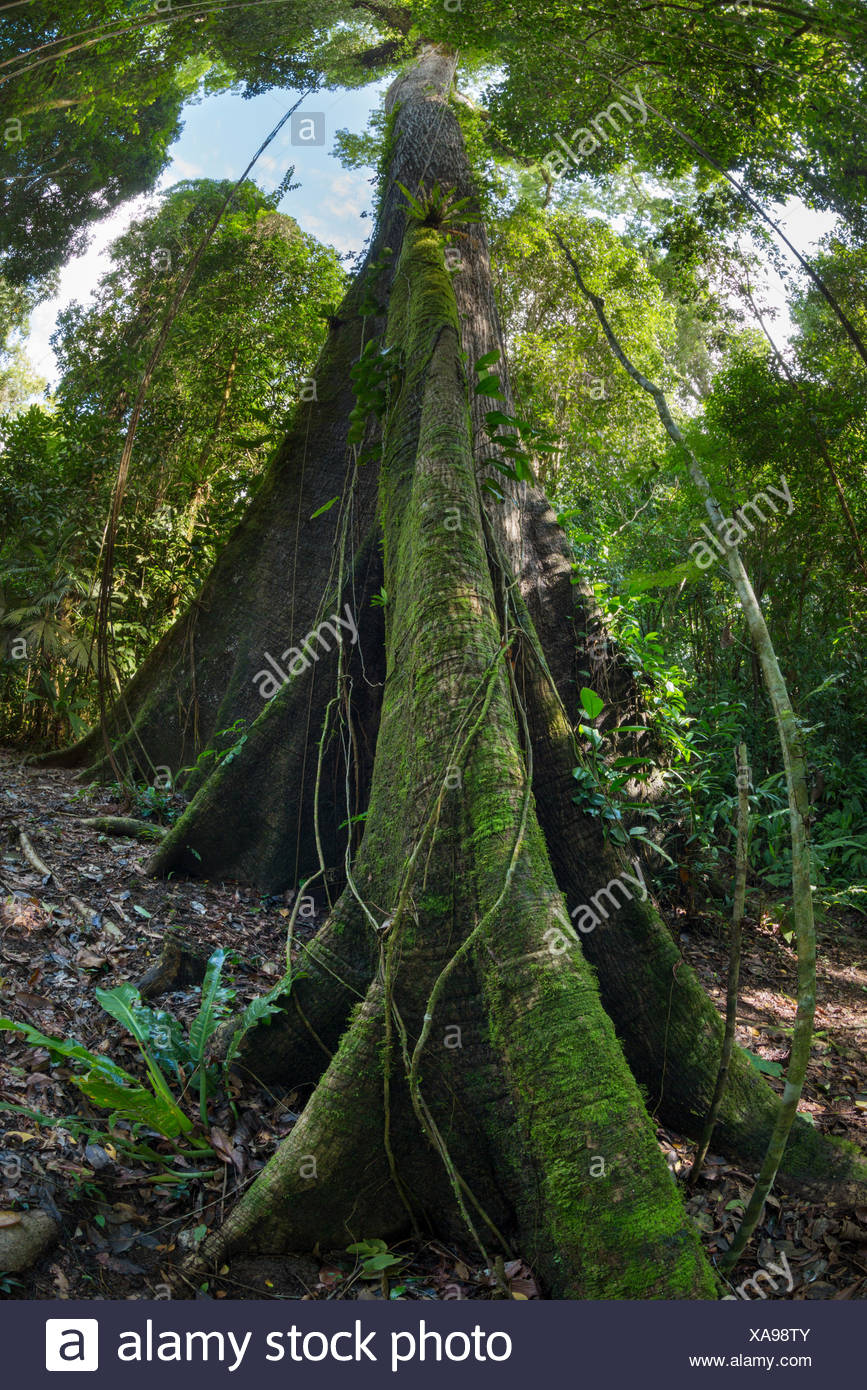 Ceiba Pentandra Kapok High Resolution Stock Photography and Images - Alamy