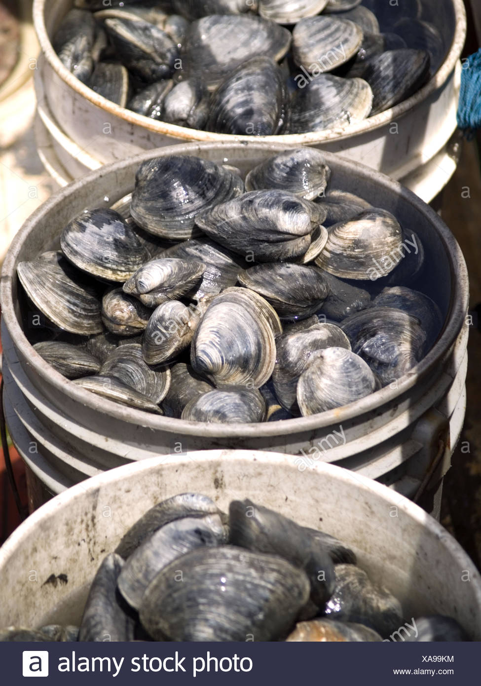 Quahaug High Resolution Stock Photography and Images - Alamy