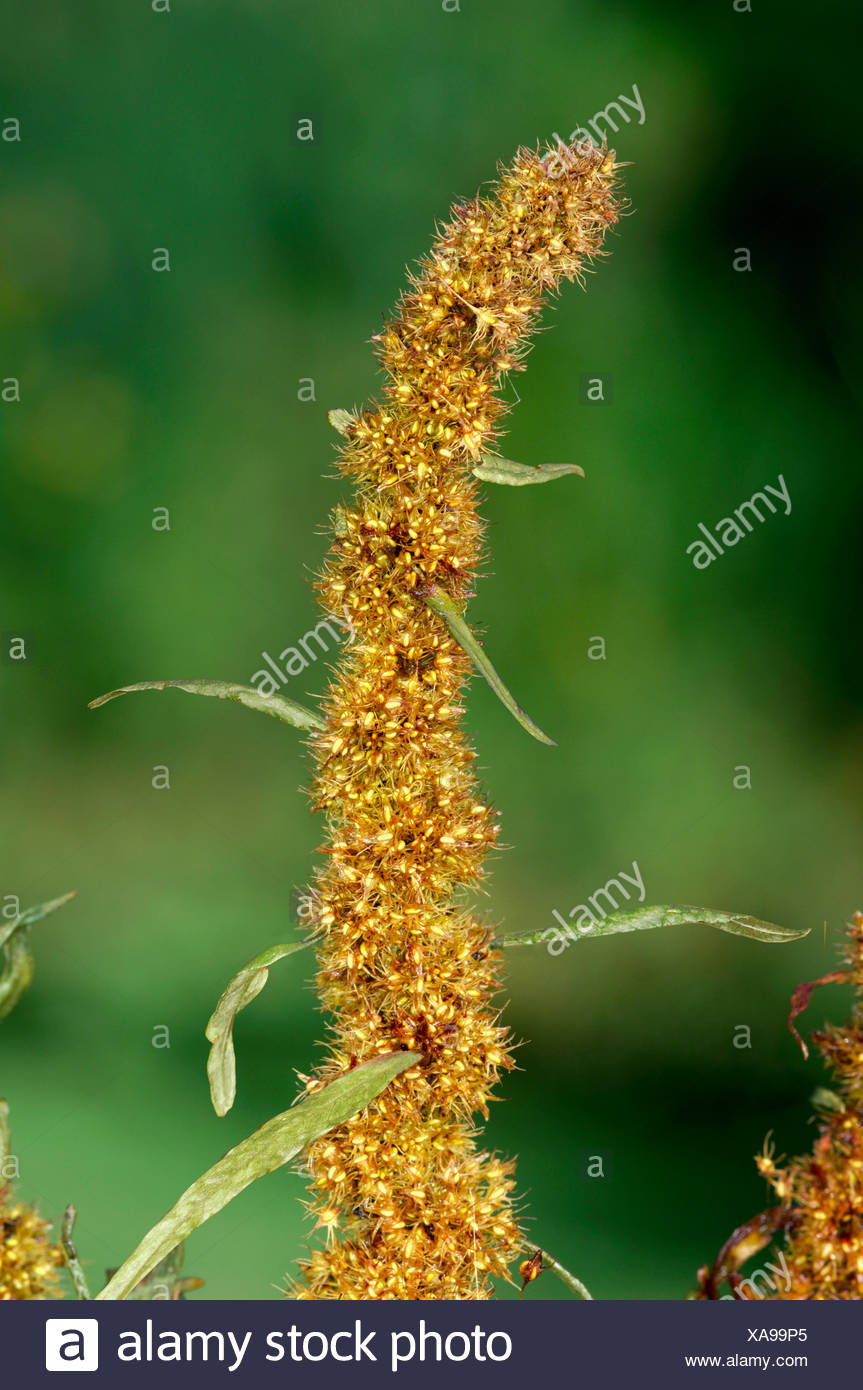 Golden Dock High Resolution Stock Photography and Images - Alamy