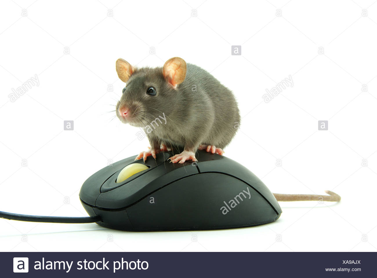 Rat And Computer Mouse Stock Photos & Rat And Computer Mouse Stock ...