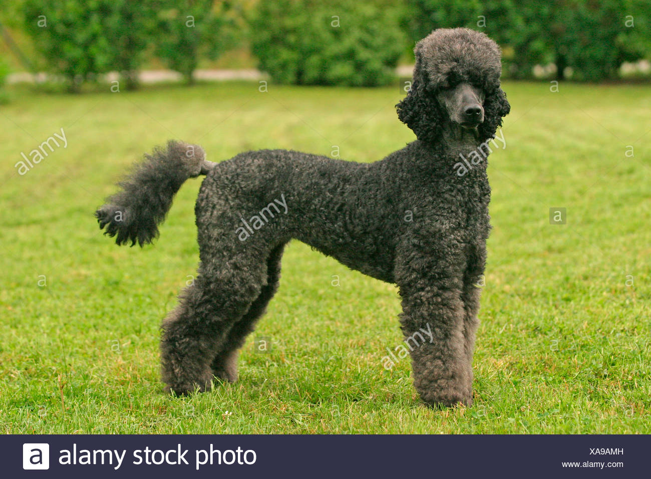 Konigspudel High Resolution Stock Photography and Images - Alamy