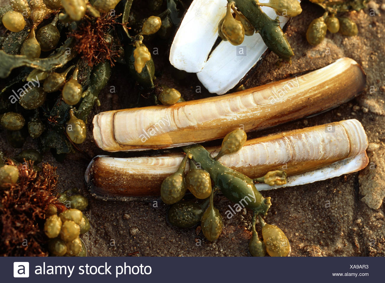 Atlantic Jackknife Clam Razor Clam High Resolution Stock Photography ...