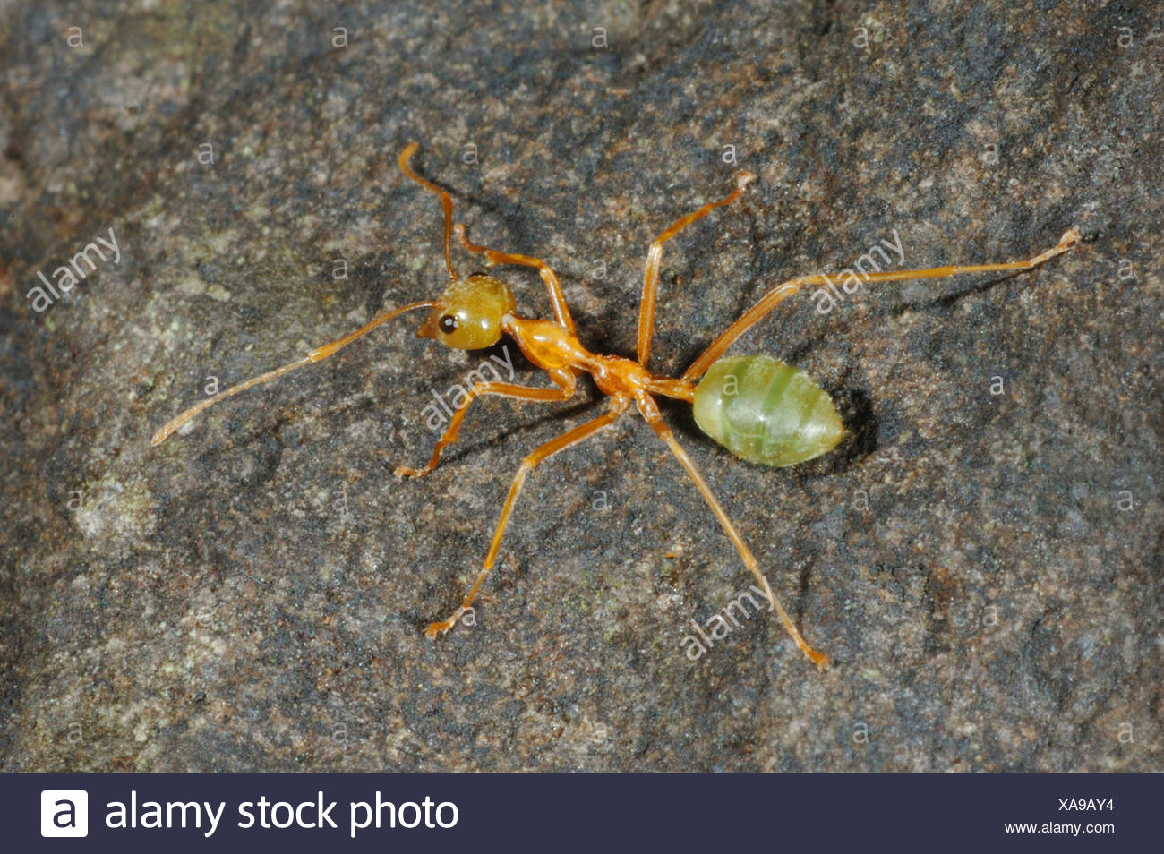 Tailor Ant High Resolution Stock Photography and Images - Alamy