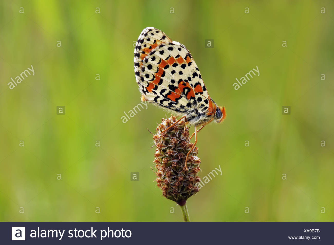 German Butterflies Stock Photos & German Butterflies Stock Images - Alamy