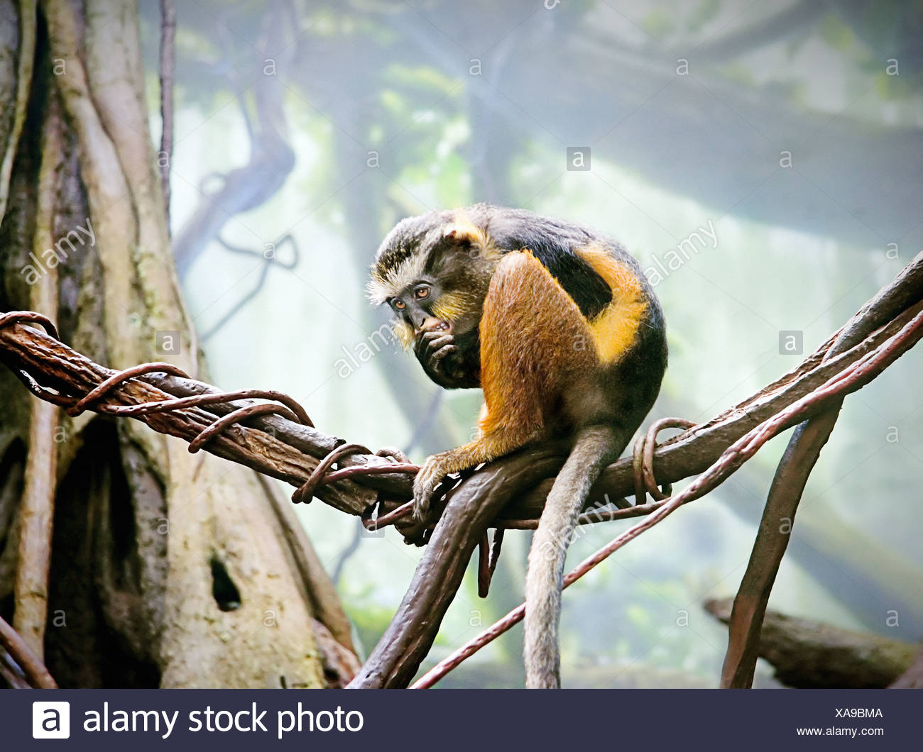 Monkey Hand Over Mouth High Resolution Stock Photography and Images - Alamy
