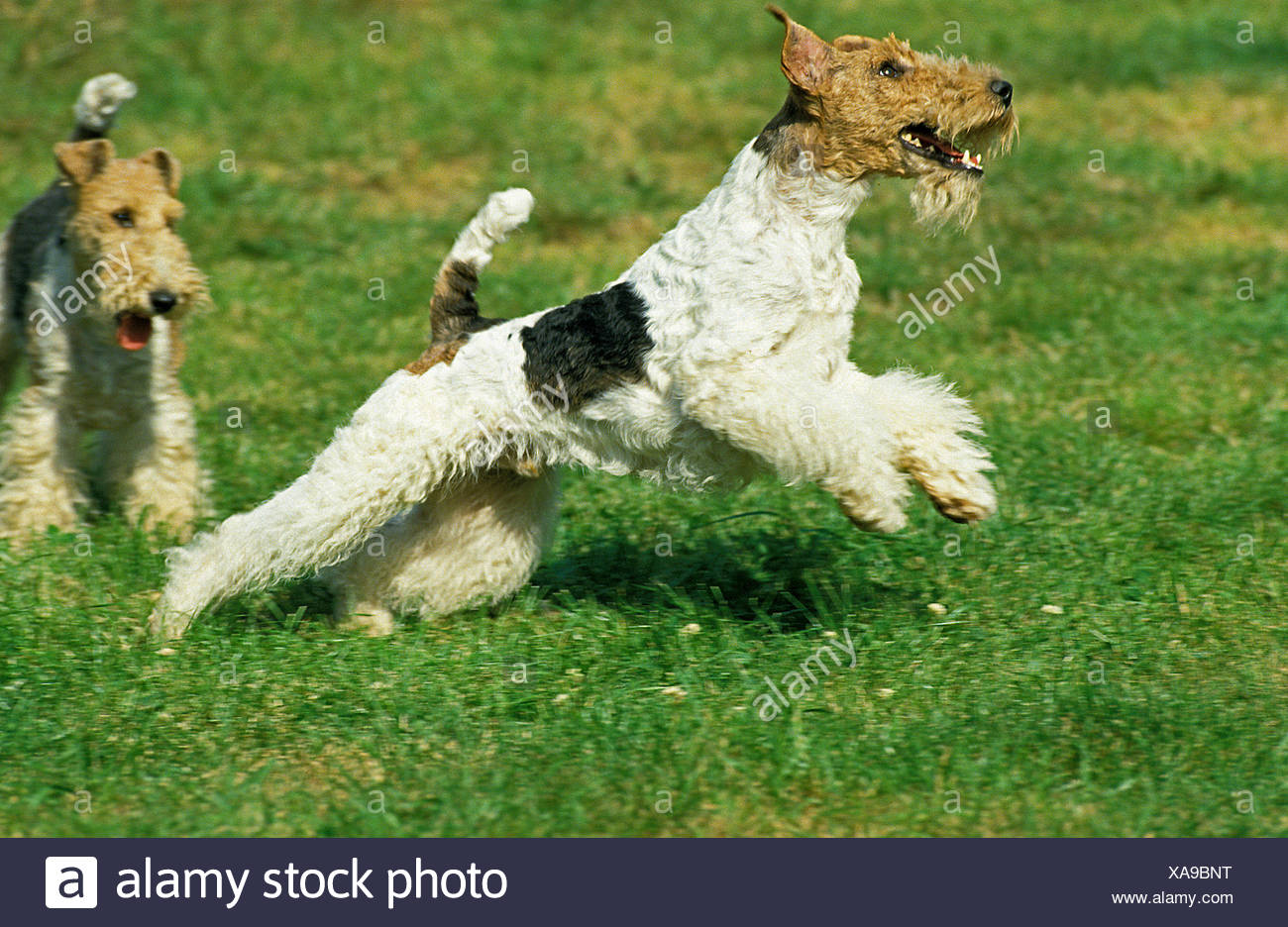 Fox Terrier Dog Running High Resolution Stock Photography and Images ...