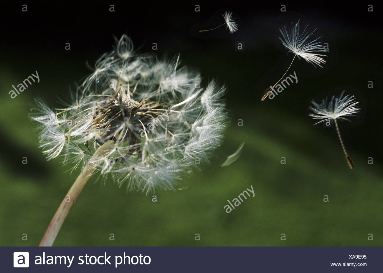 Dandelion Blowing In The Wind Stock Photos & Dandelion Blowing In The ...