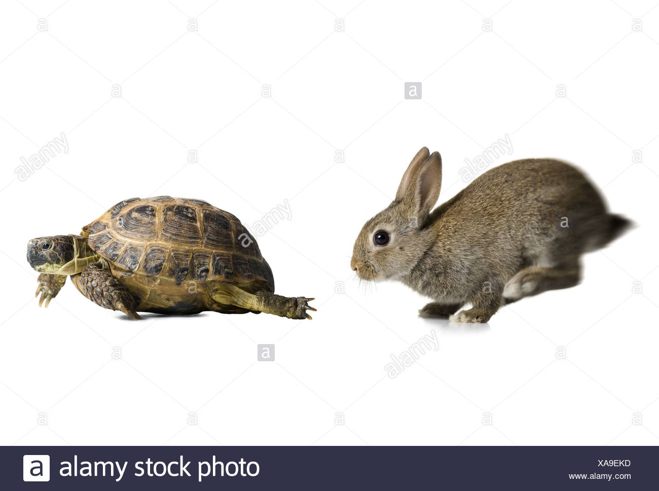 Tortoise And The Hare High Resolution Stock Photography and Images - Alamy