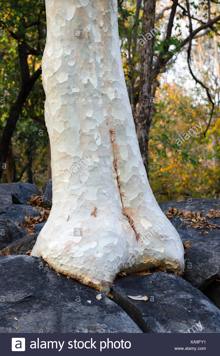 Kullus High Resolution Stock Photography and Images - Alamy