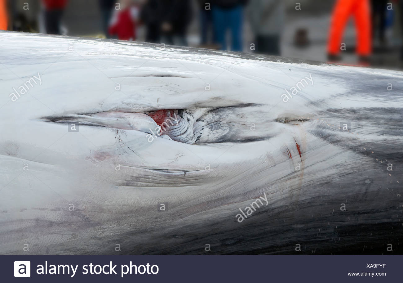 Genitals Stock Photos & Genitals Stock Images - Alamy