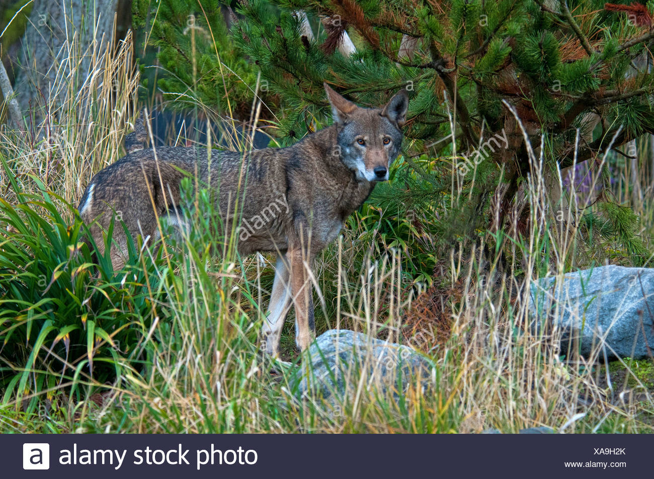 Endangered Wolf High Resolution Stock Photography and Images - Alamy