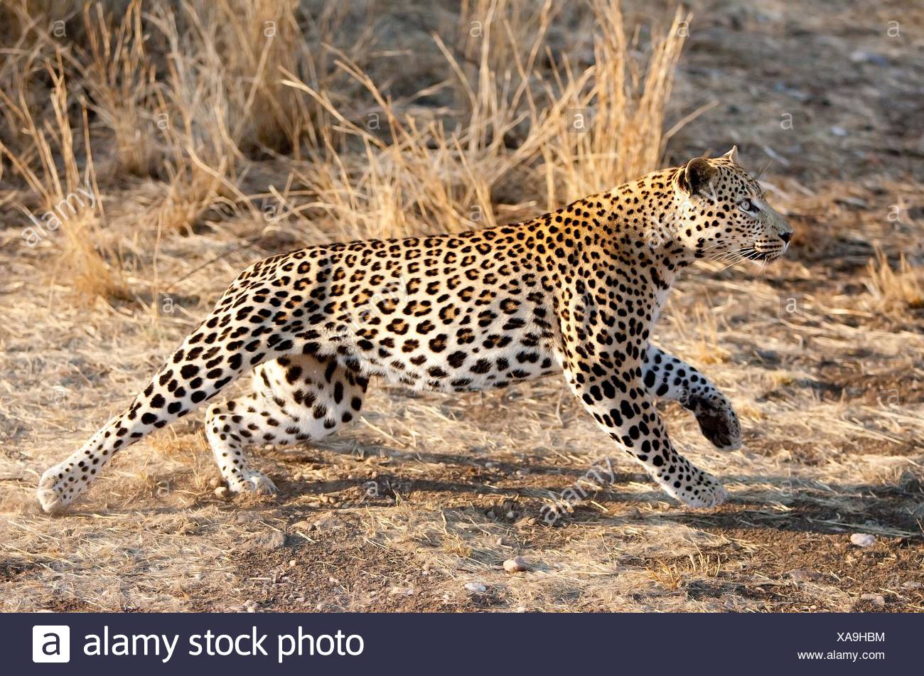 Running Leopard High Resolution Stock Photography and Images - Alamy